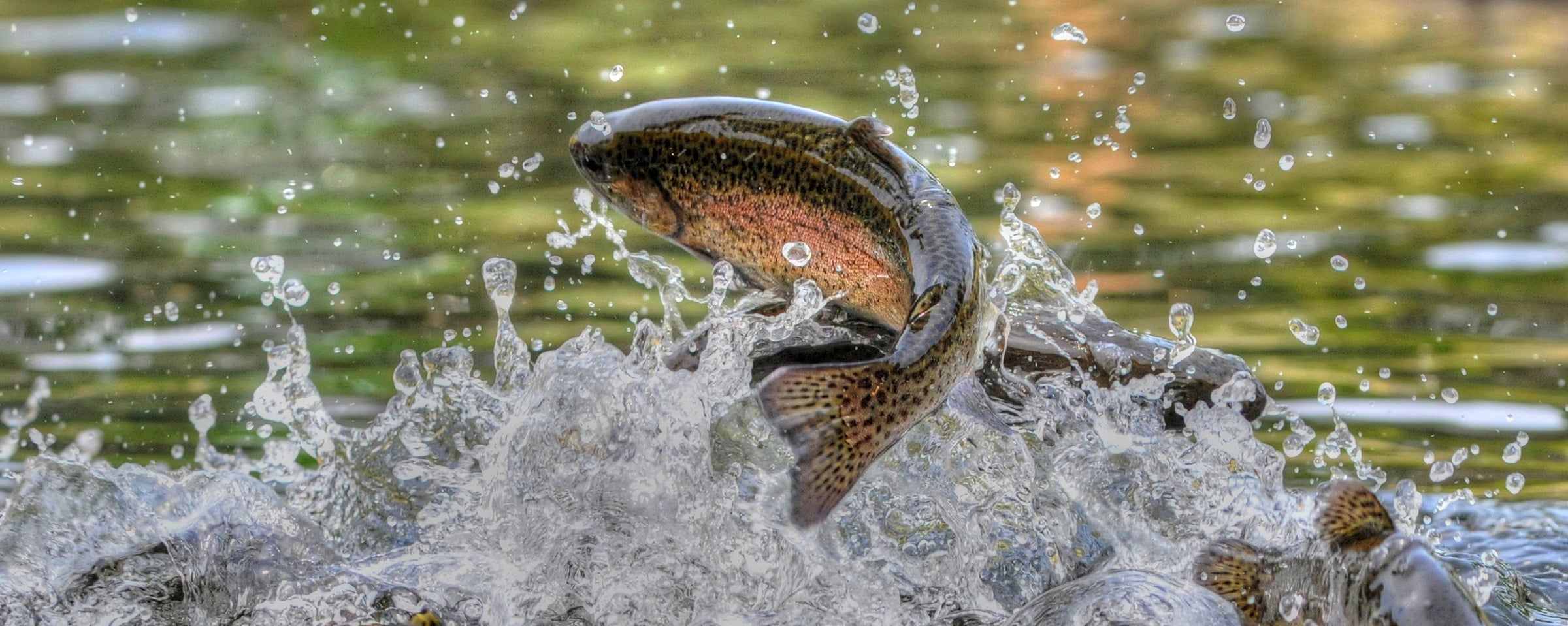 JDMREELHUB -Worldwide Japanese Fishing Reel Store-