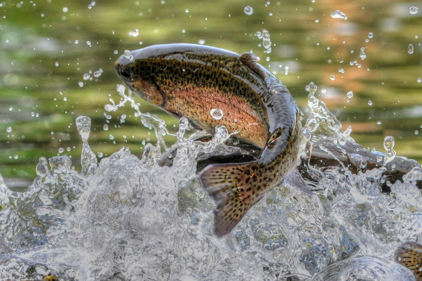 JDMREELHUB -Worldwide Japanese Fishing Reel Store-
